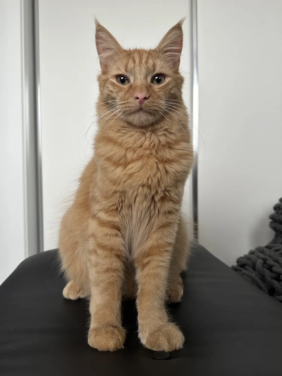 Half Maine Coon? | Scrolller