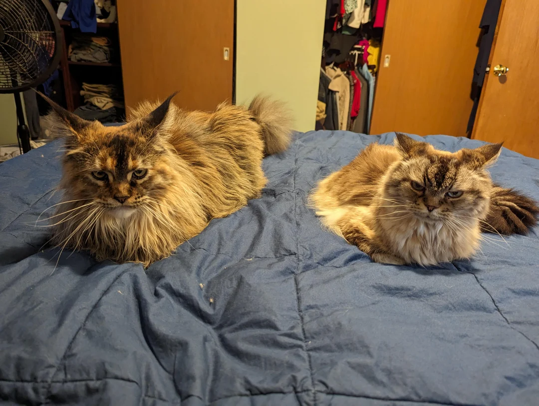 Rosie is taking mean mugging lessons from her older brother Musket. | Scrolller