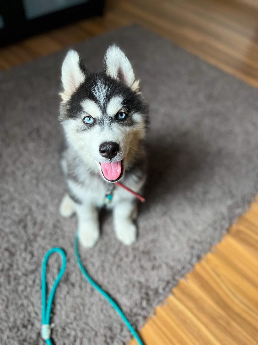 My 3 month old pupper posing | Scrolller