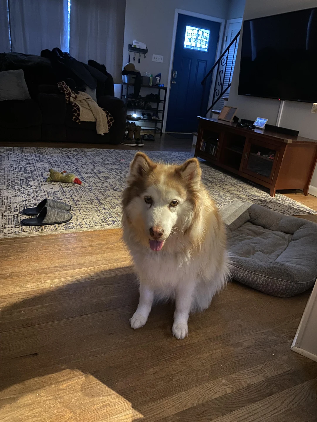 Adoption question | Scrolller