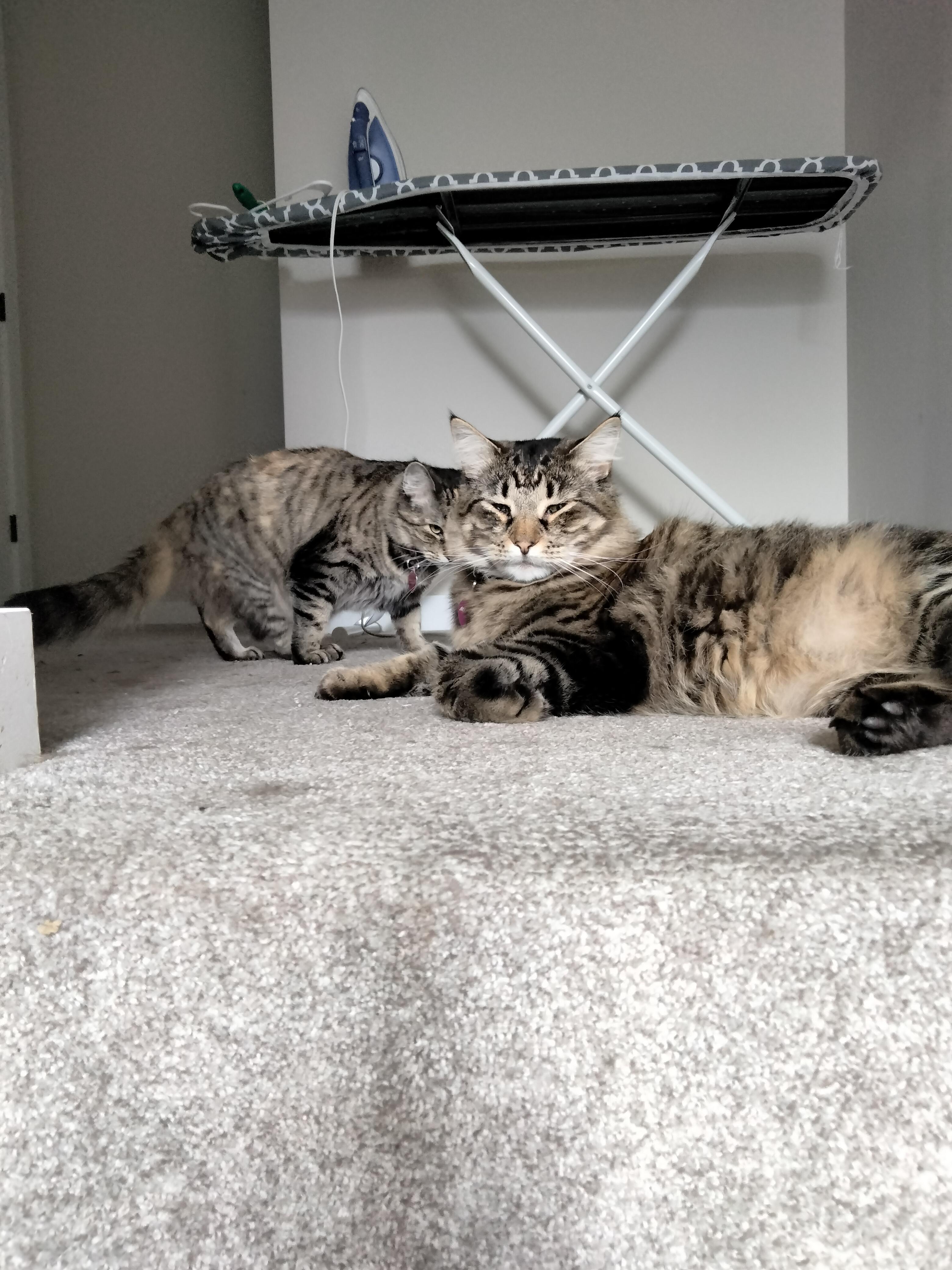 Floofy ones | Scrolller