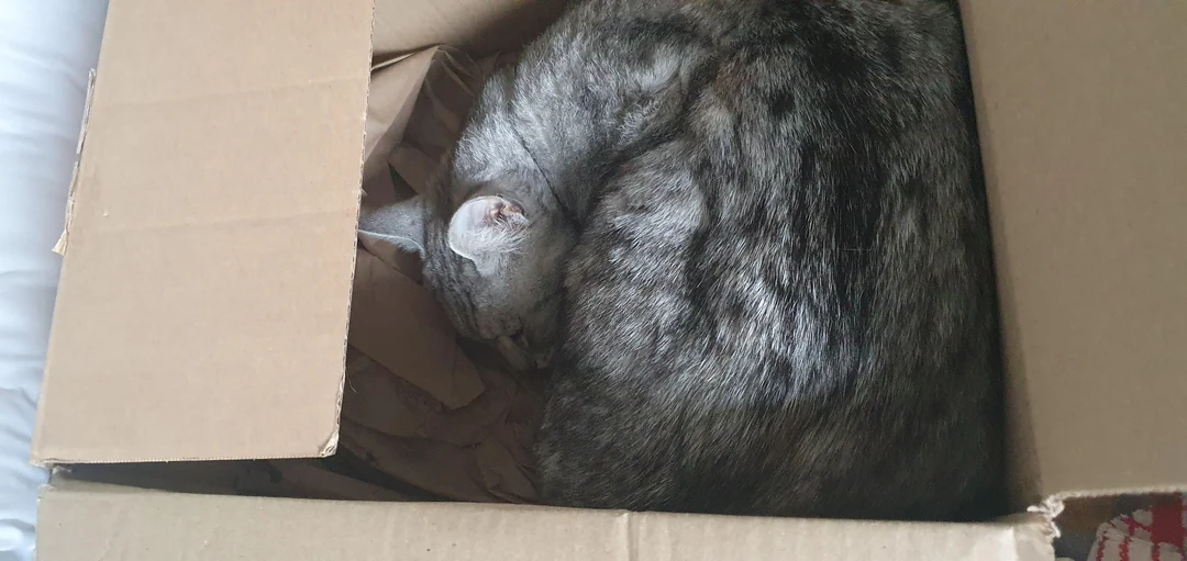 Operation Cat Trap Was Successful | Scrolller