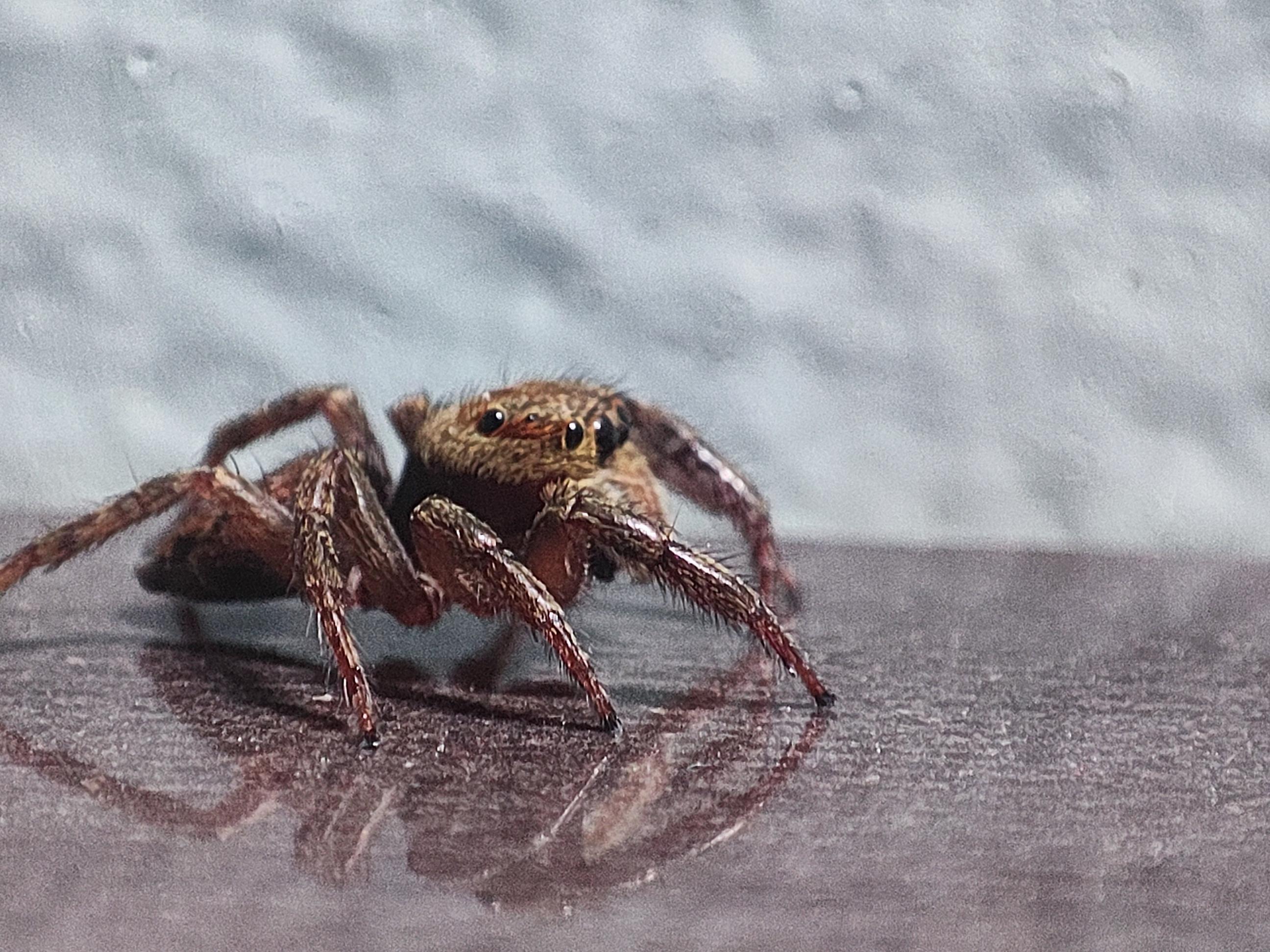 A jumping Spider | Scrolller