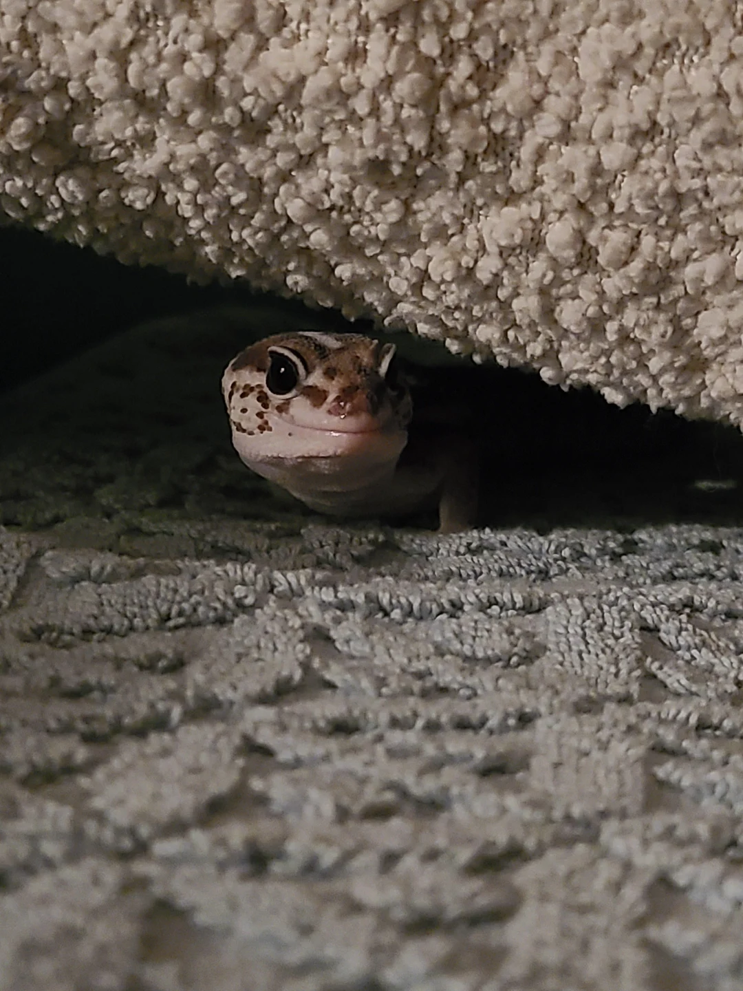 Chilling | Scrolller