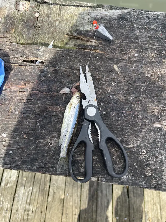 Fish ID???I’m new to fishing My First Catch! I was aiming for Catfish! | Scrolller