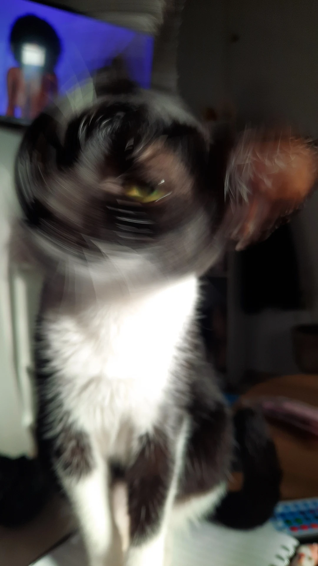 Blurry picture of a cat | Scrolller