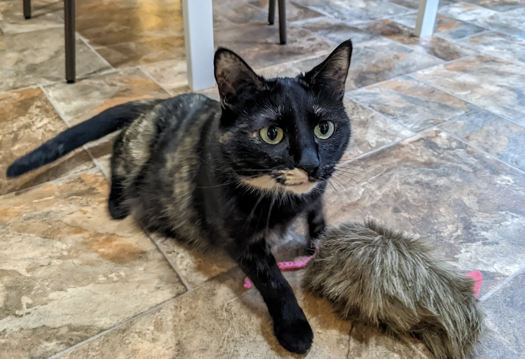 Smudge and her toy rat | Scrolller