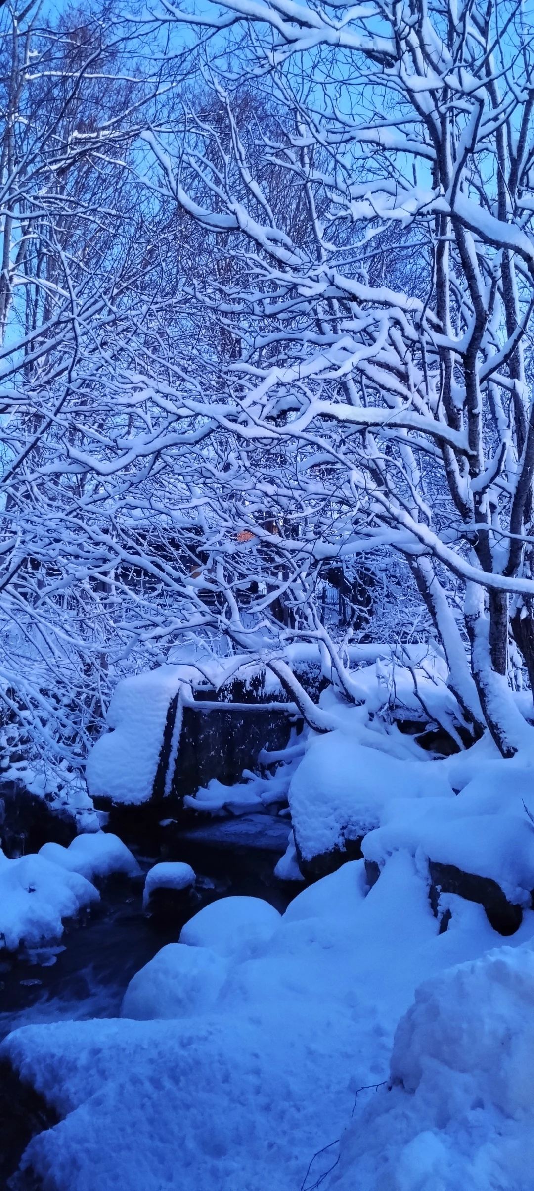 First snowfall. Norway [OC] | Scrolller