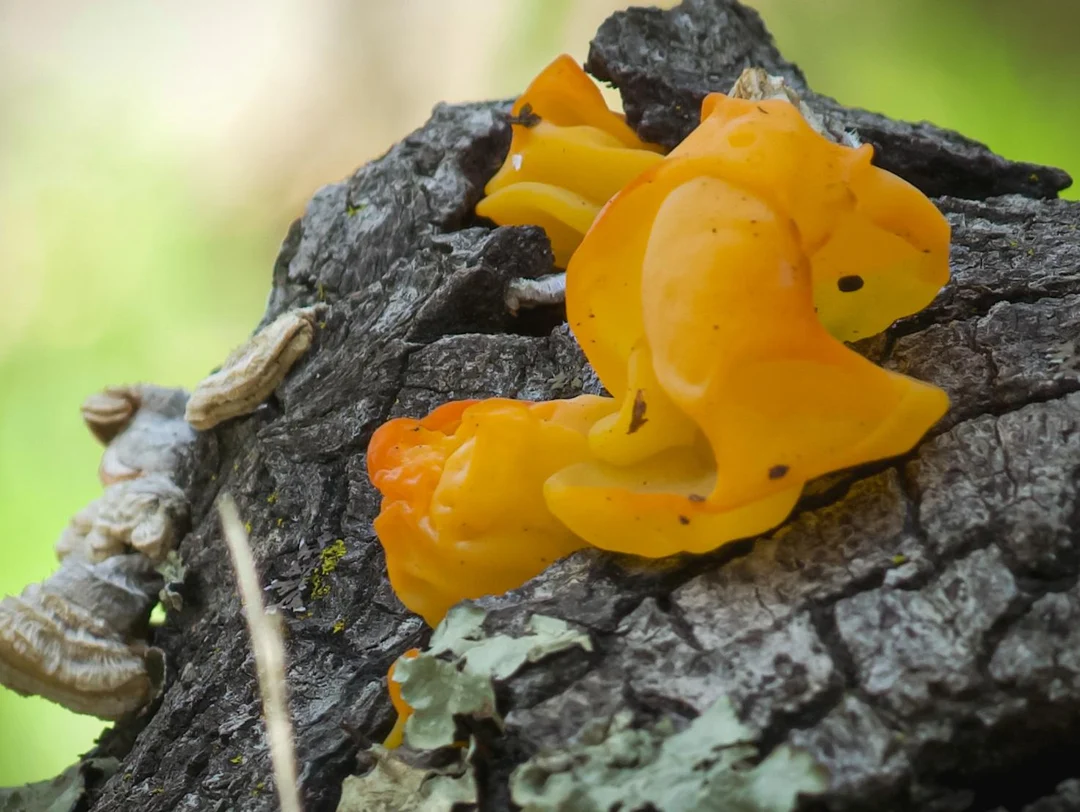 Witches butter blossom | Scrolller