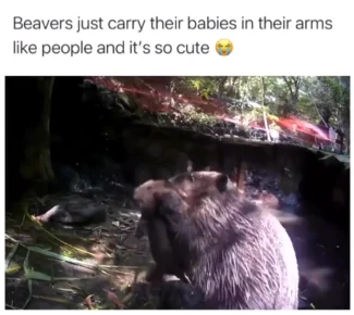 beaver carrying her baby | Scrolller