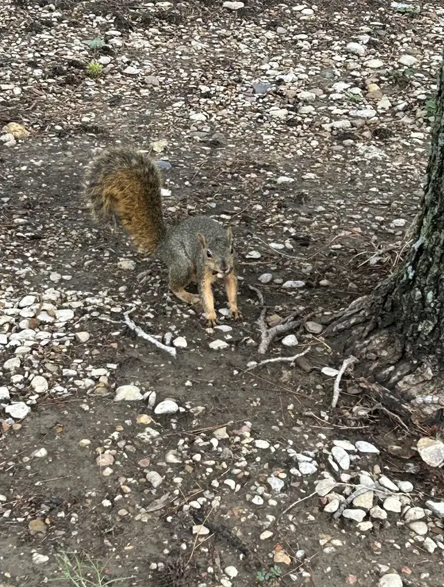What is this squirrel carrying? (WRONG ANSWERS ONLY) | Scrolller