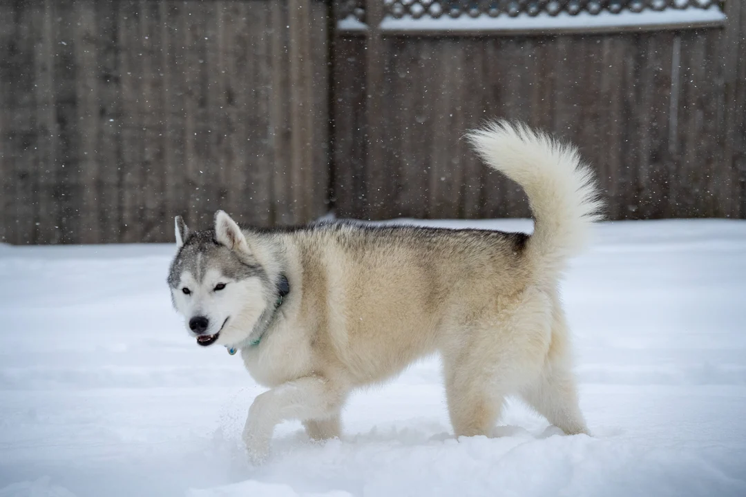 Here she is in her element last winter | Scrolller