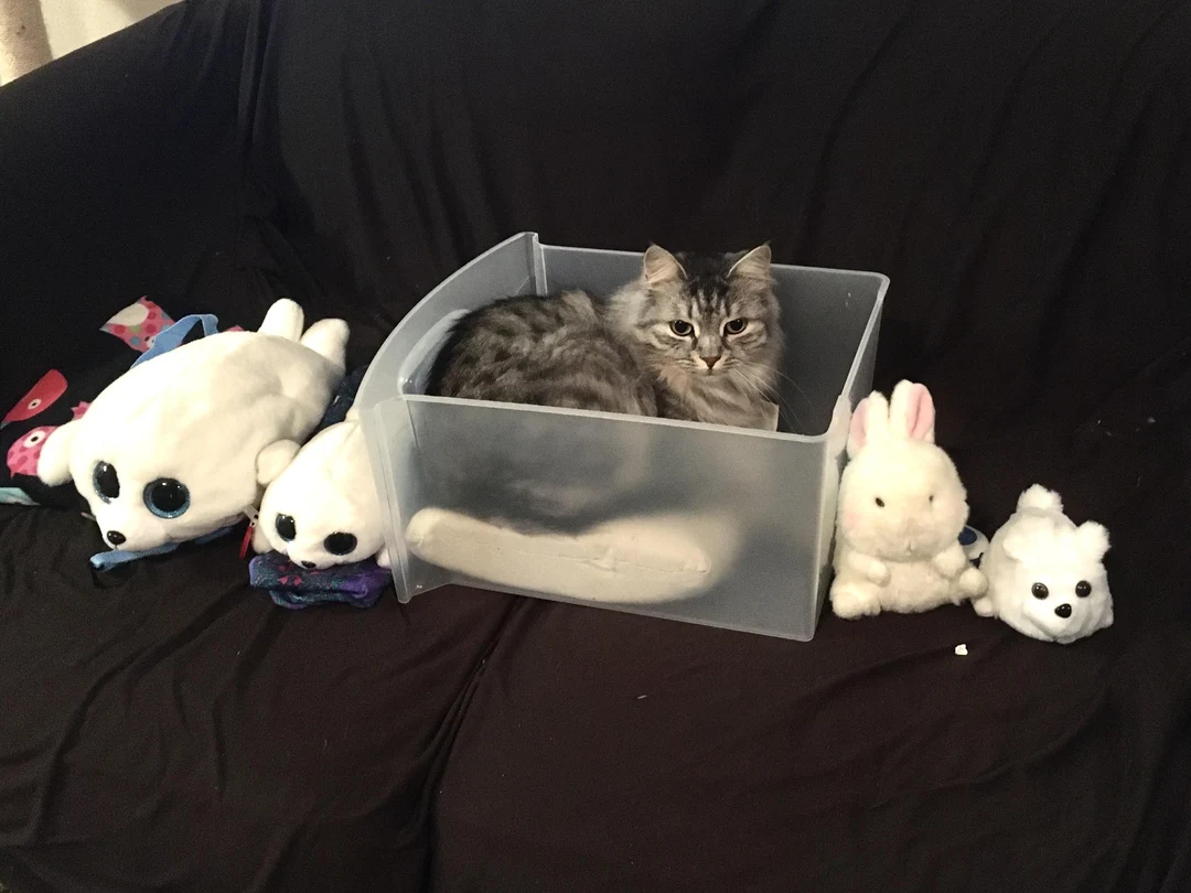 She thinks she's presiding over her loyal followers... Little does she know she's been trapped ...