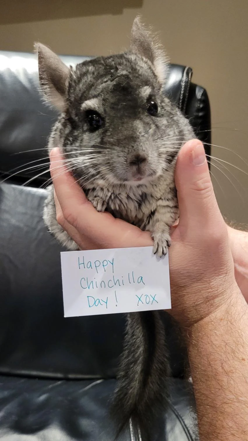 Happy belated chinchilla day :) | Scrolller