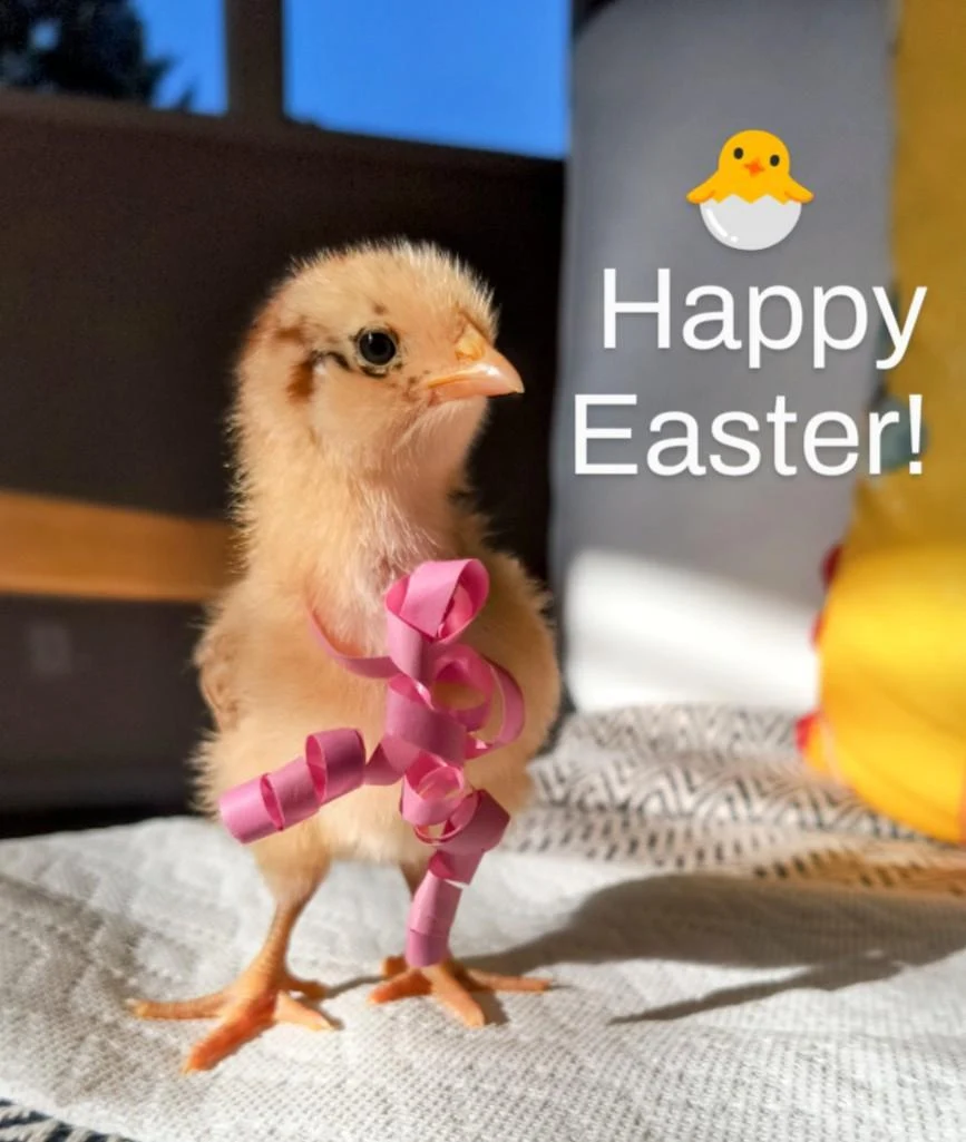 Sister did a photo shoot with one of her chicks for Easter | Scrolller