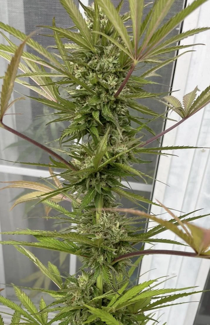 Snow Leopard V2 cross outdoors last year | Scrolller