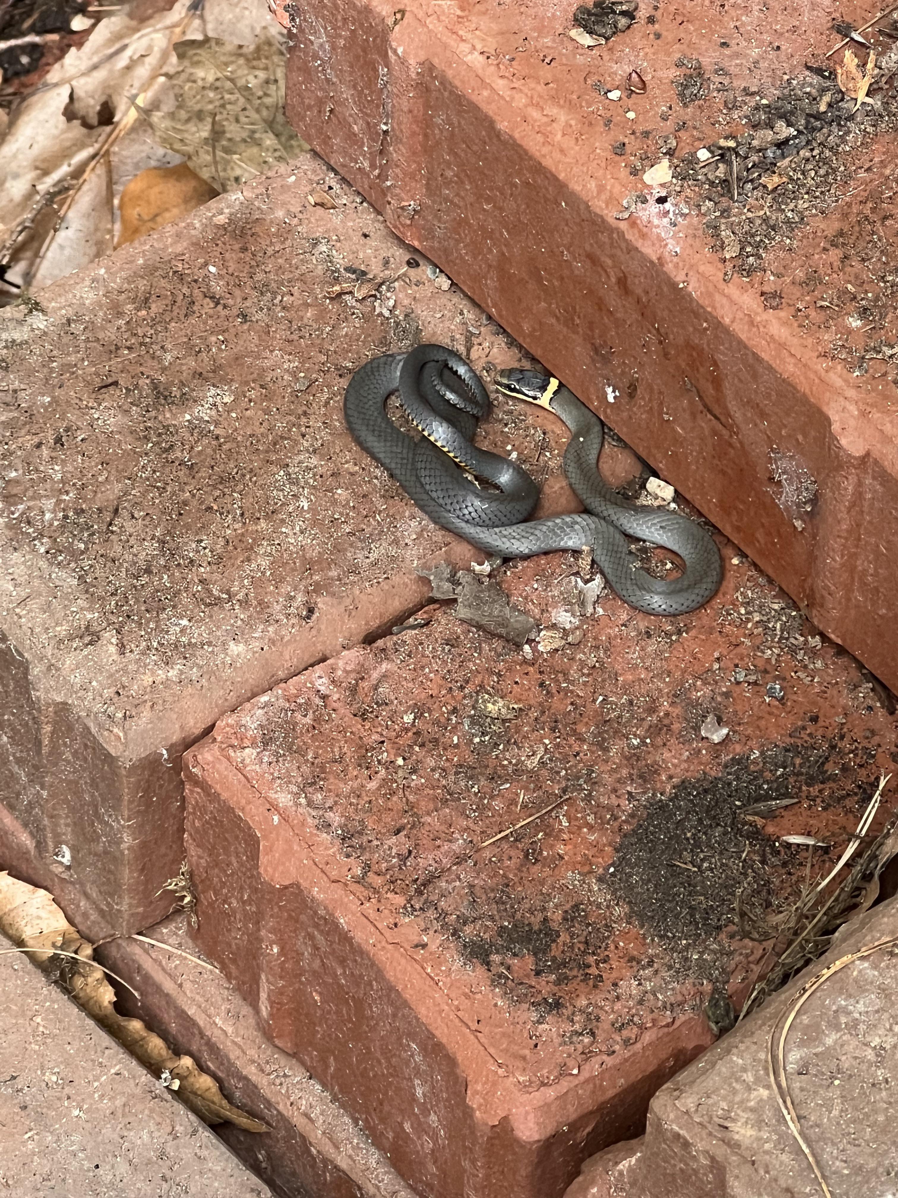 What is this in my backyard | Scrolller