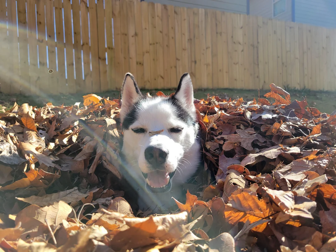 My pup Mondo playing in leaves | Scrolller