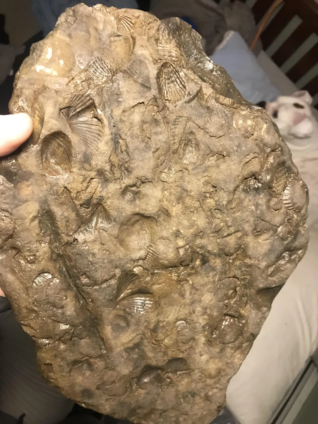 Figured I would post this for the people who like fossils. Shells along with baby horseshoe crab ...