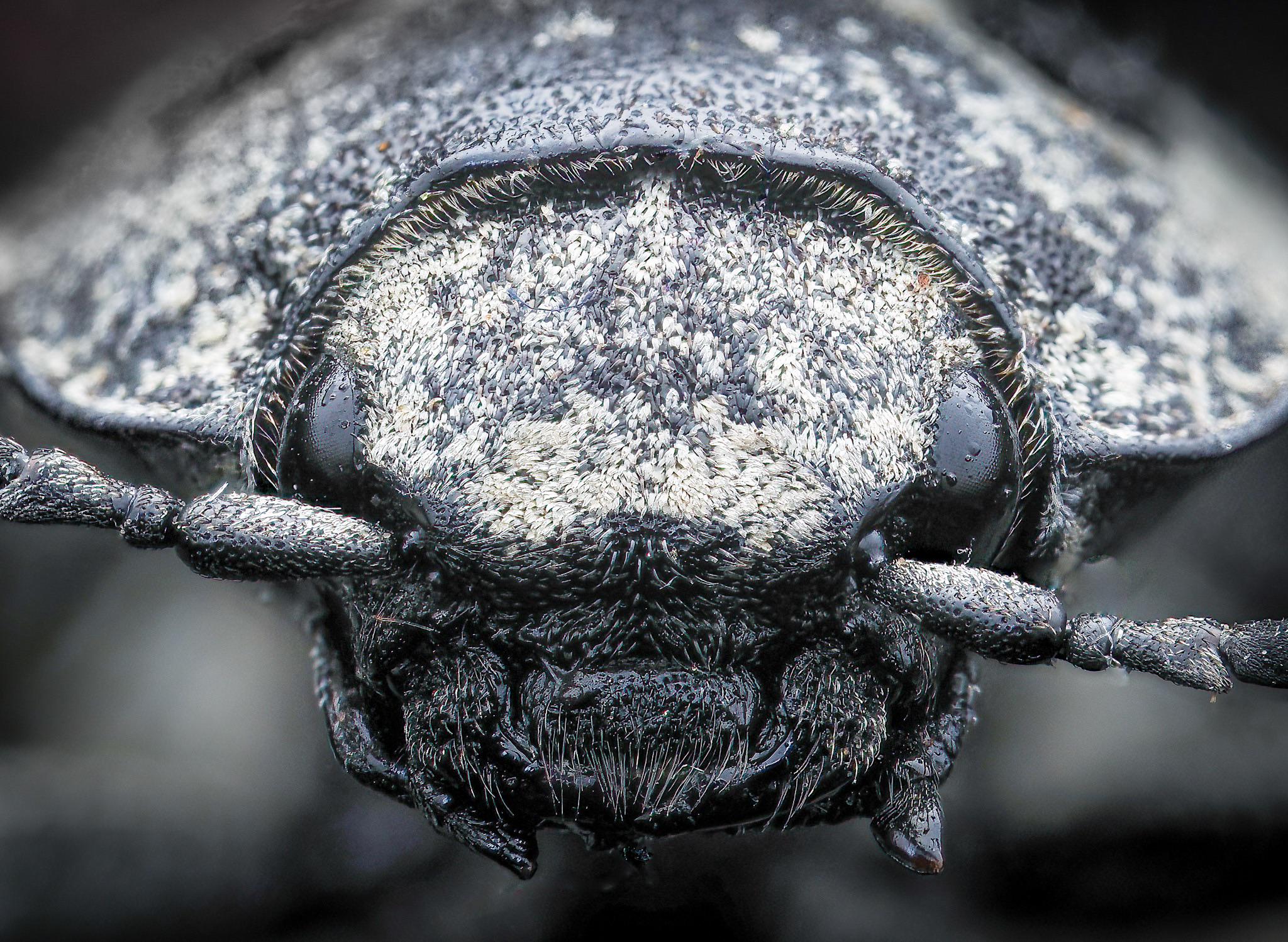 Eastern eyed click beetle | Scrolller