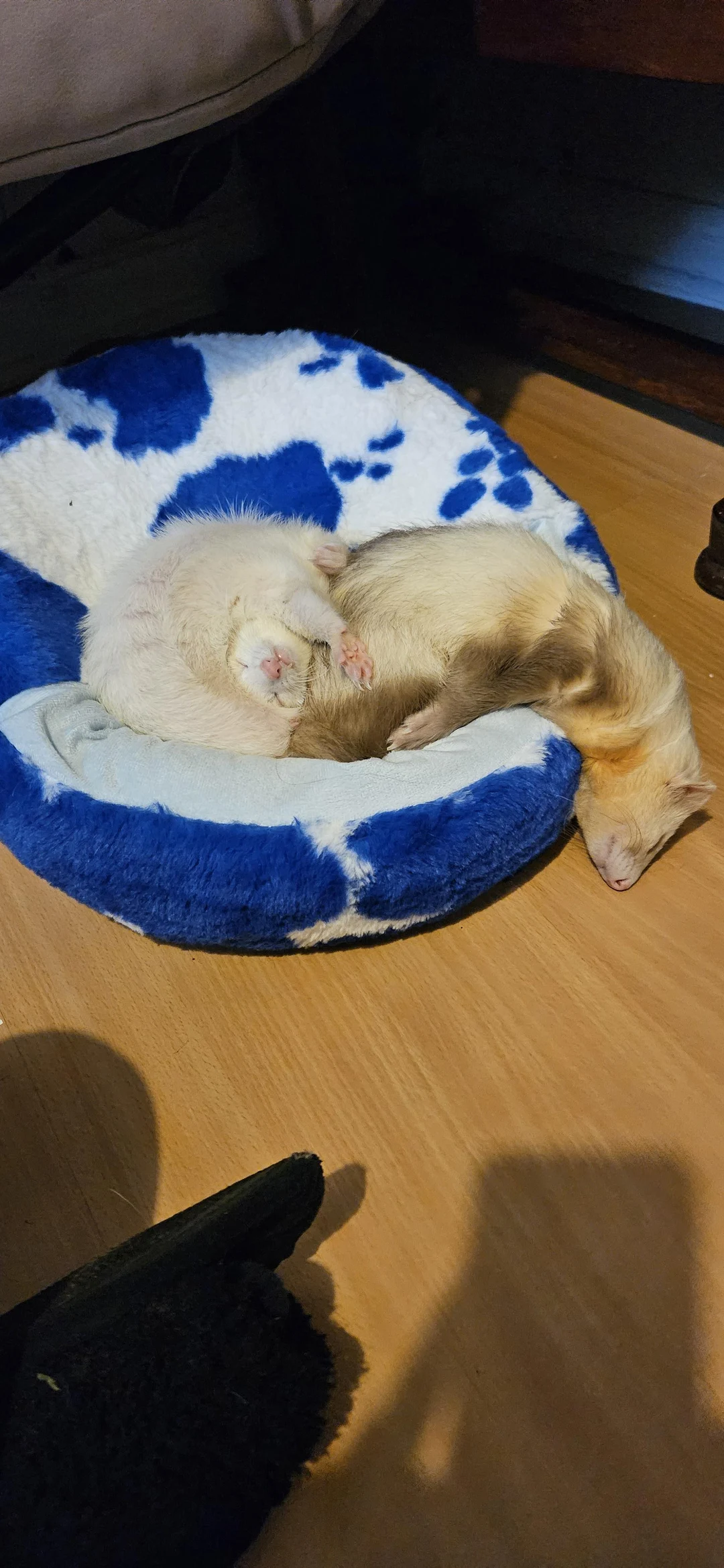 Very sleepy cuddles | Scrolller