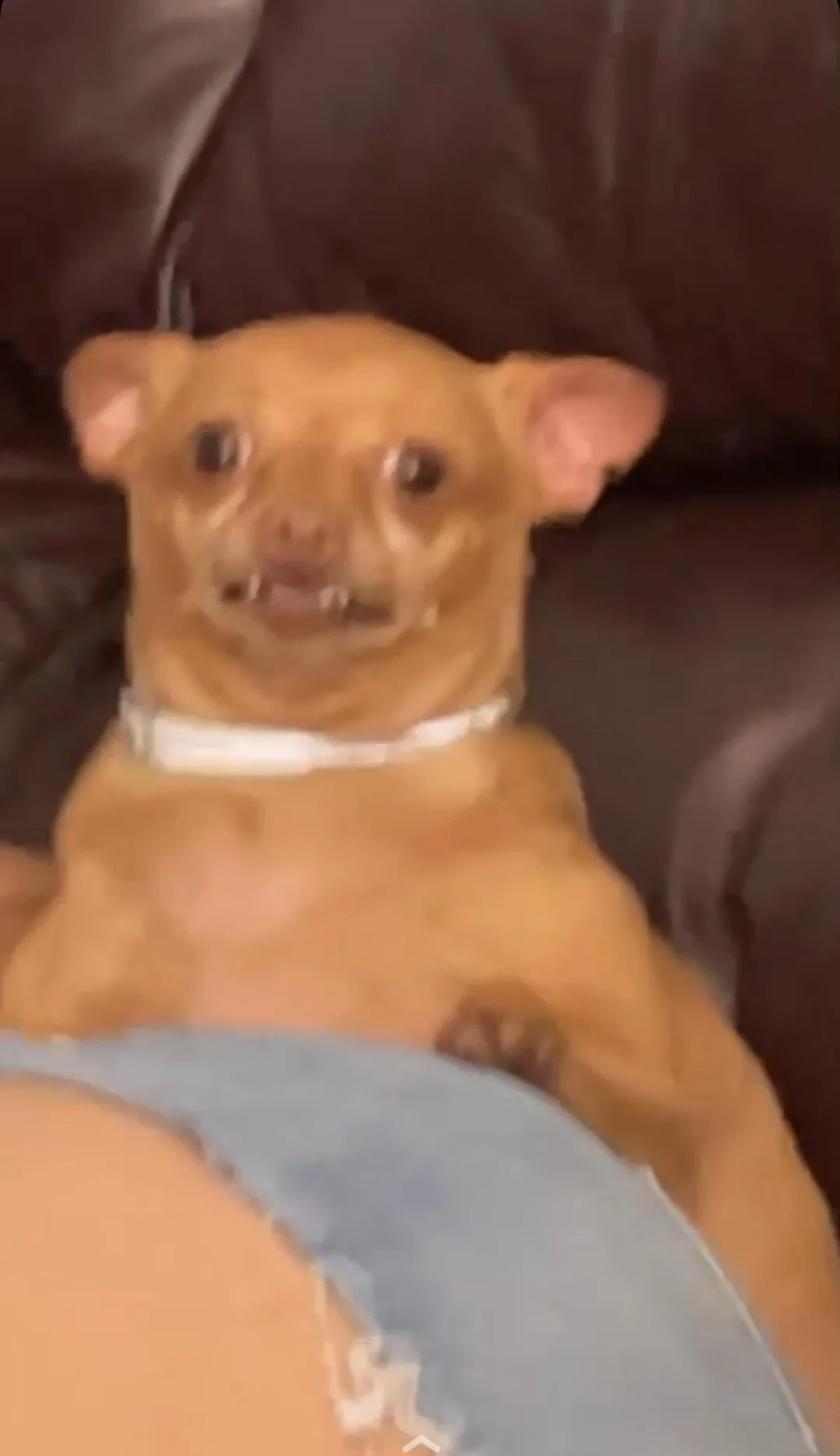 This is my aunts gremlin Posie…oops i mean dog | Scrolller