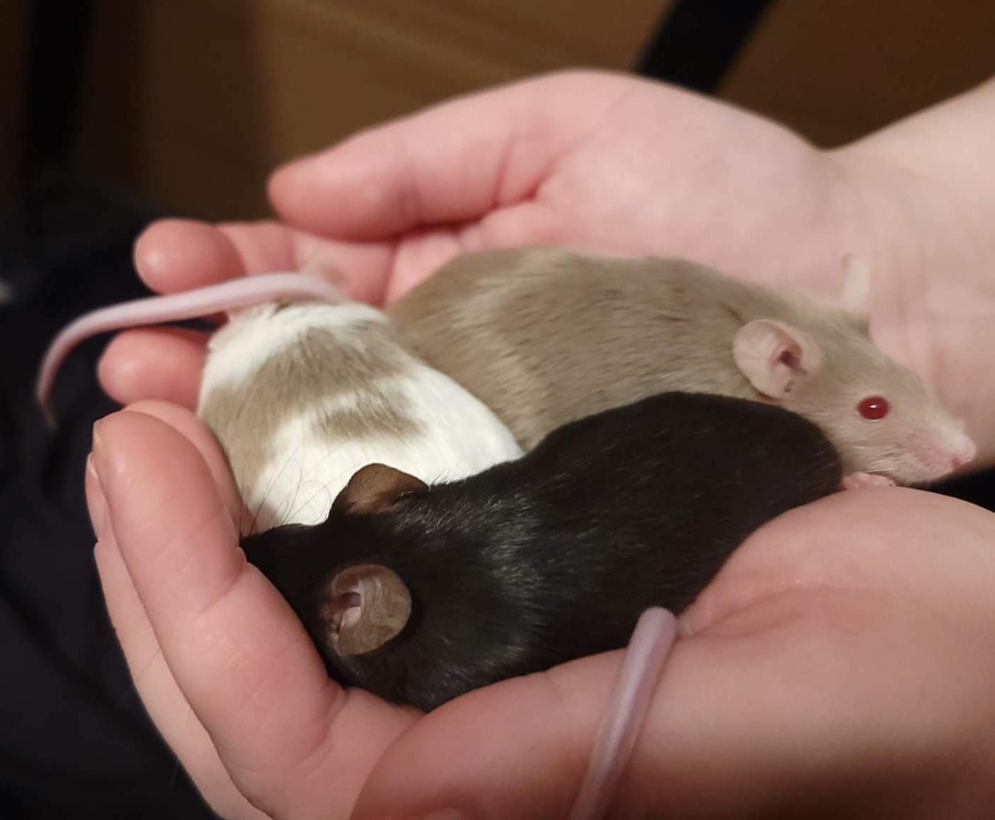 I present to you a triangle of mice | Scrolller