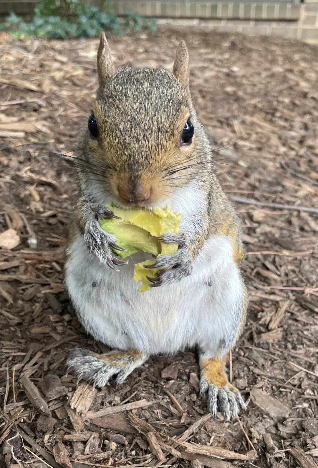 High maintenance | Scrolller