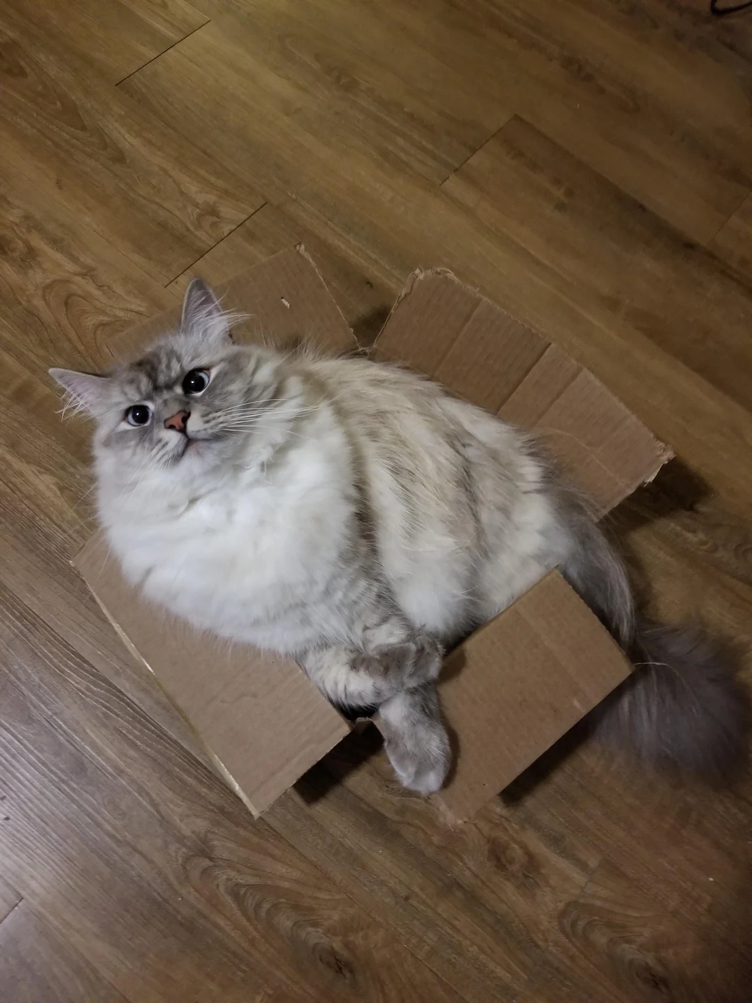 Vanilla in a box! | Scrolller