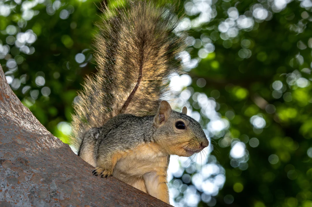 Afternoon Squirrel | Scrolller