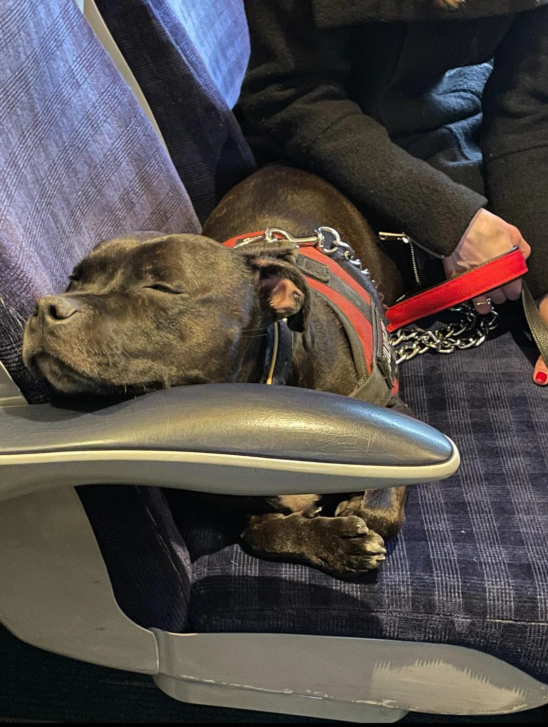 Molly on the train | Scrolller