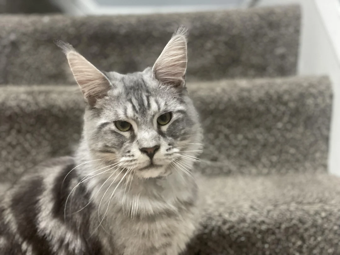 My 1 year old Mad-Eye Moody ☺️ | Scrolller