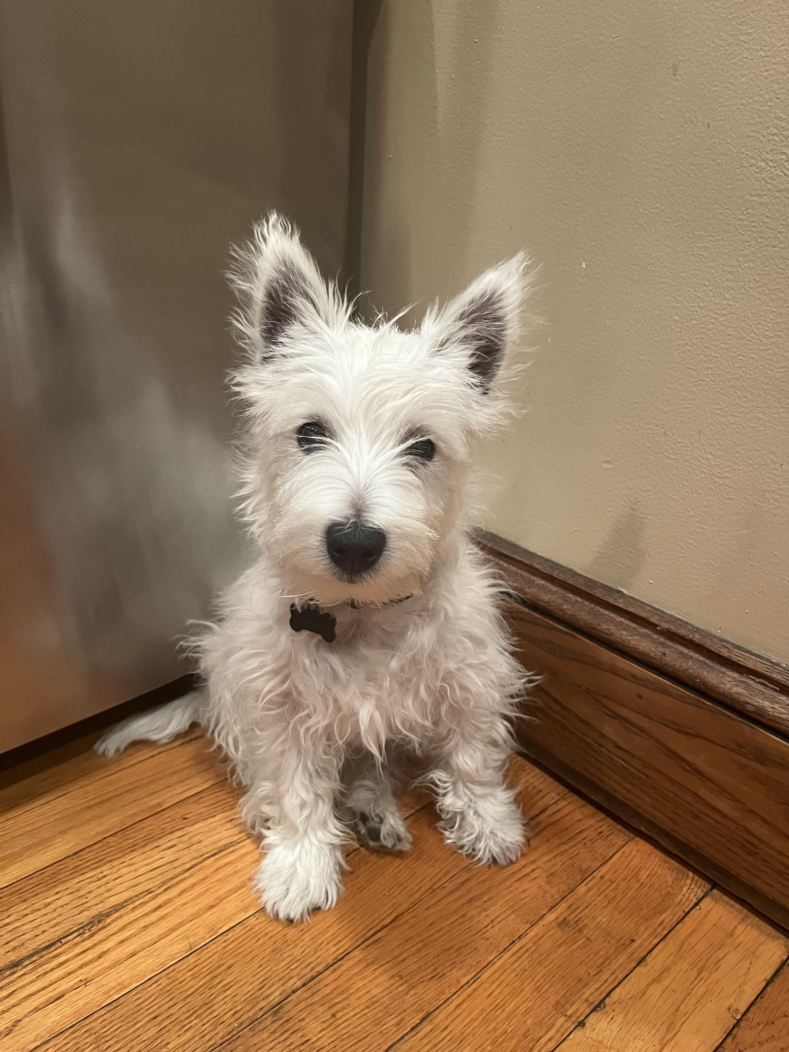 Winston is 19 weeks old! | Scrolller