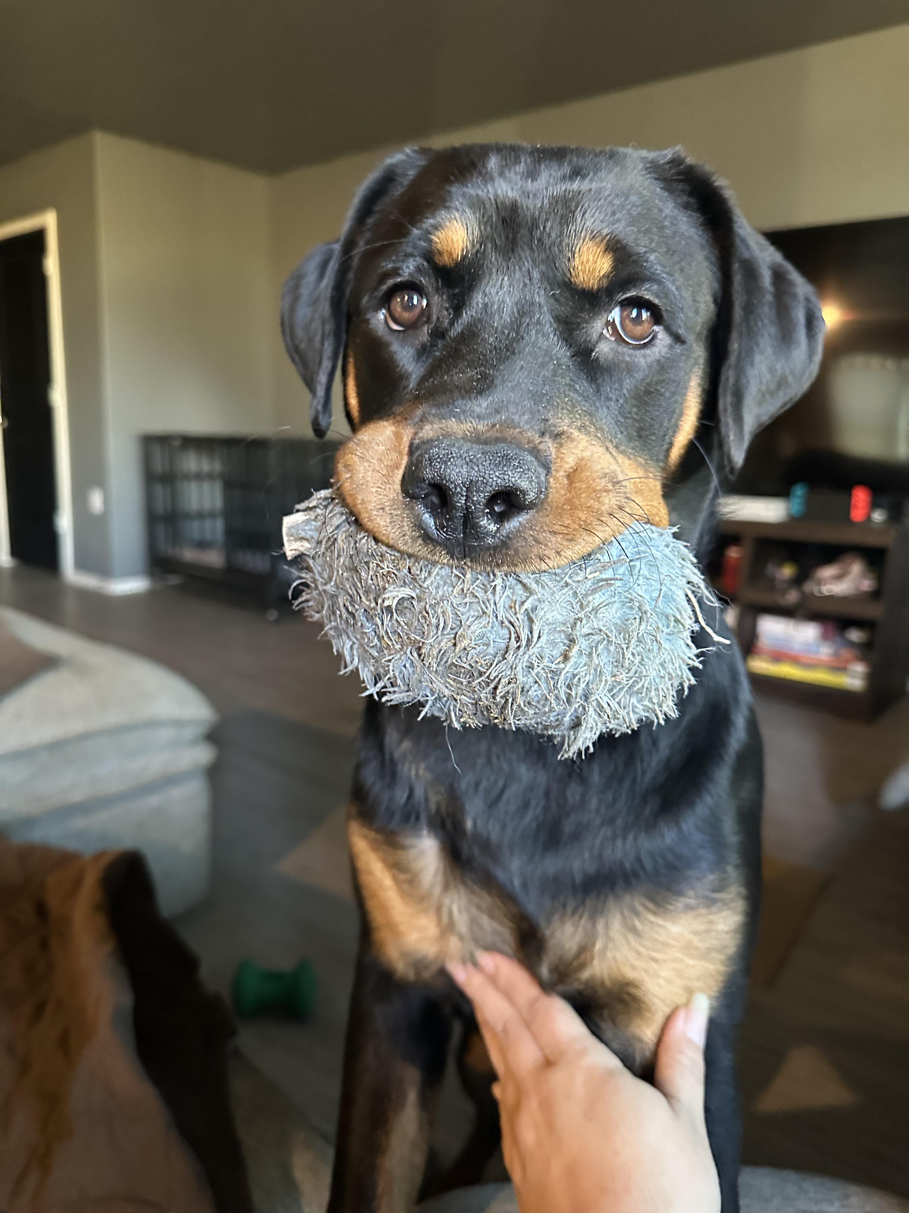 Puppy appreciation post 🥹 | Scrolller