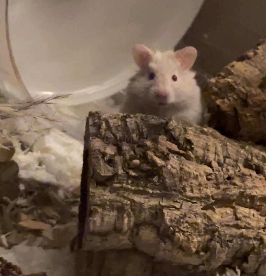 new family member:) | Scrolller