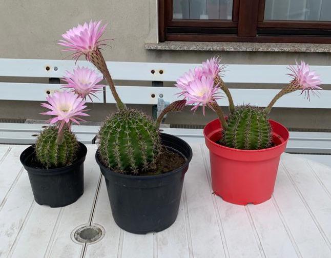 My grandmas cacti are flowering | Scrolller