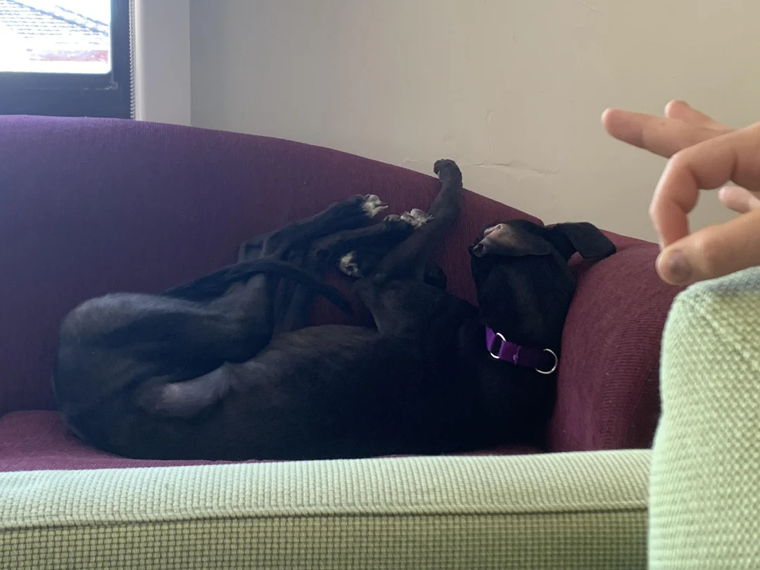 roach mode activated | Scrolller