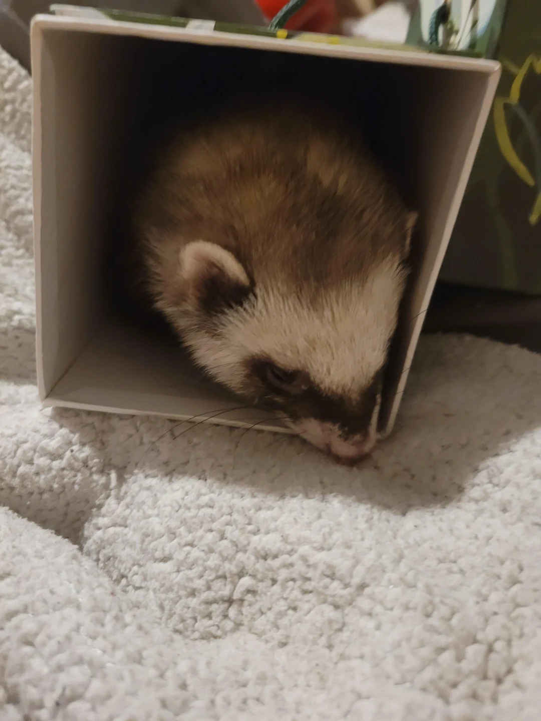 How do I potty train my Danger noodle? | Scrolller