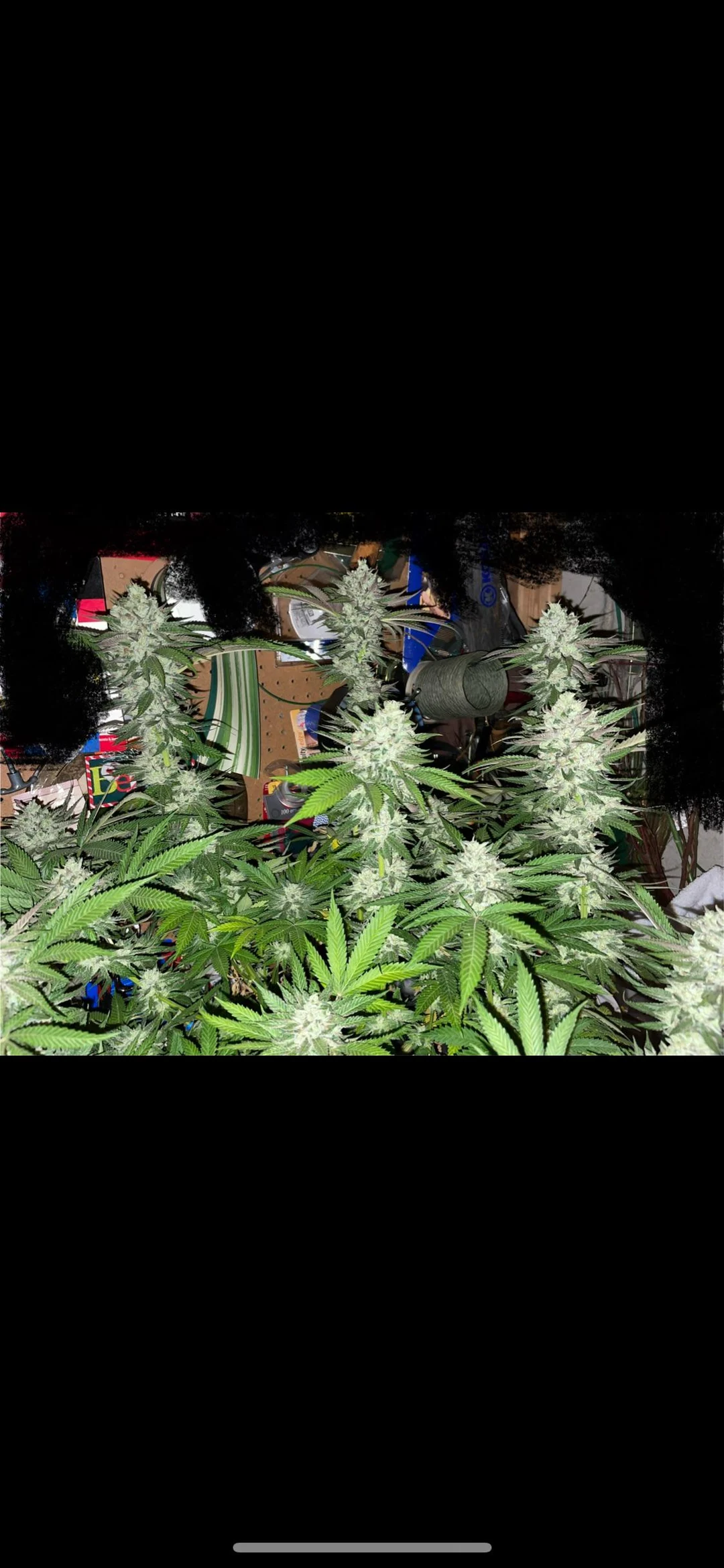 GSC x Larry og | Scrolller