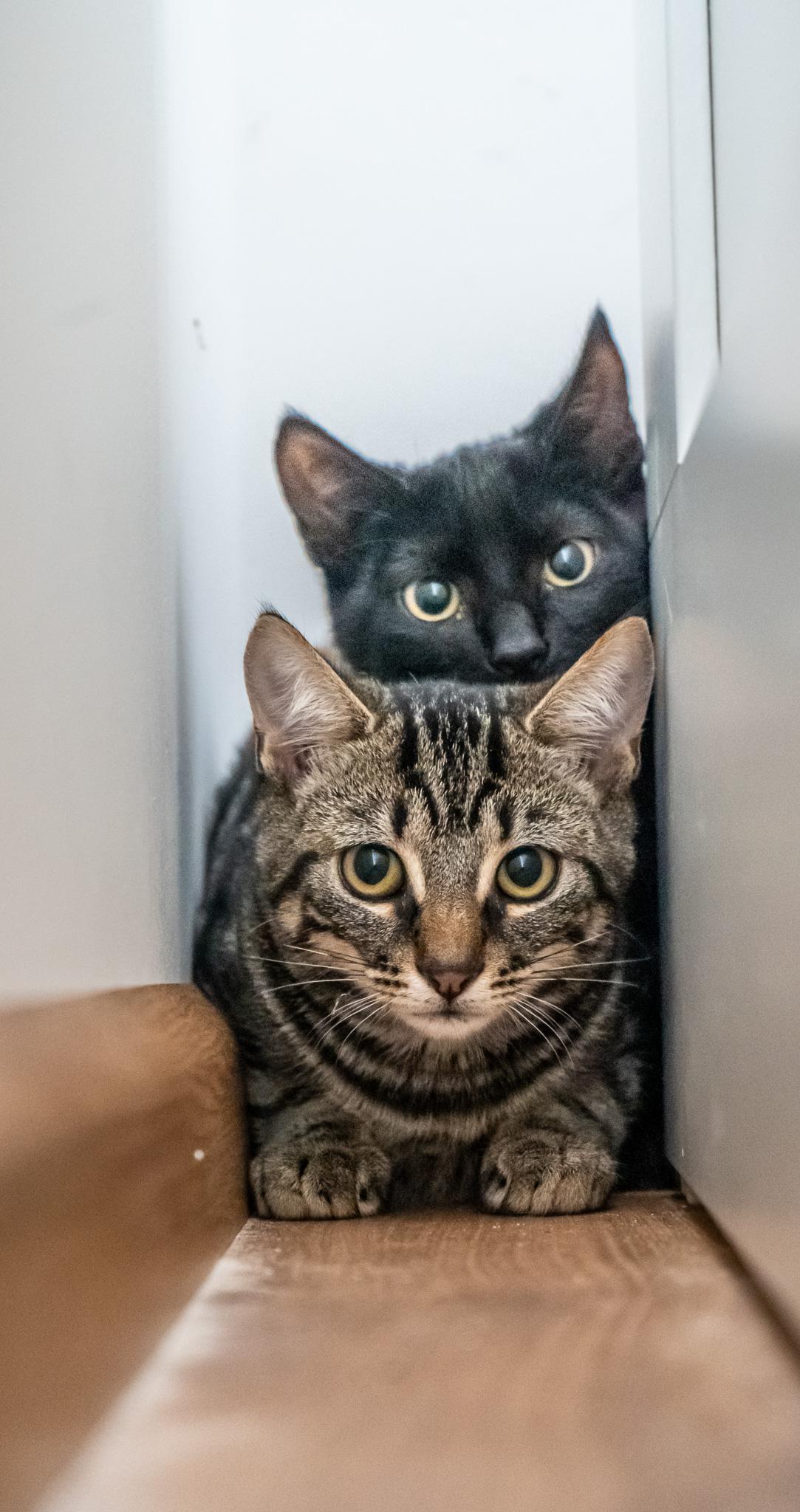 [OC] My brother recently adopted two kitties. They tend to stick together :) | Scrolller