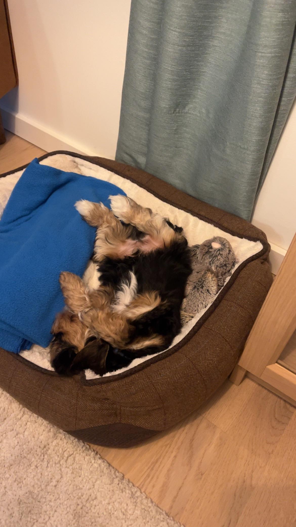 Sleeping peacefully | Scrolller