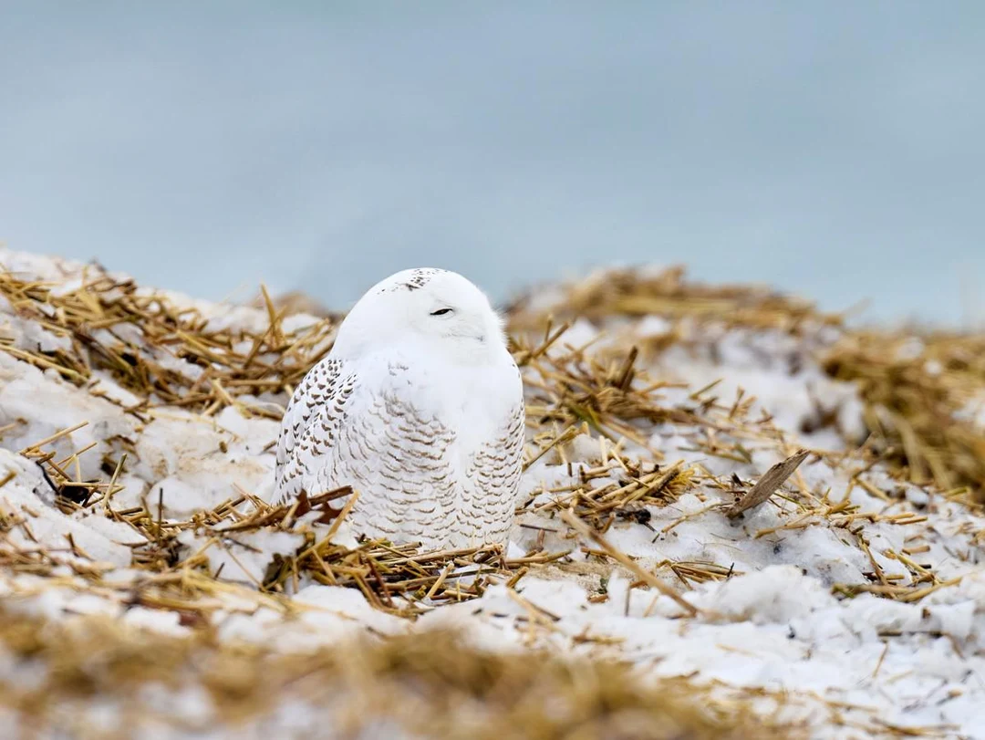 Snowy owl | Scrolller