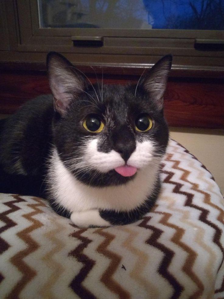 A little morning blep🥰 | Scrolller