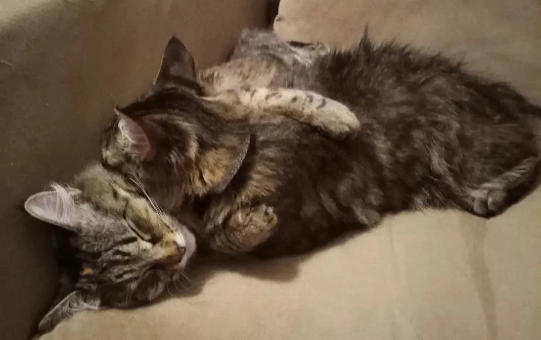 Floofy cuddlers | Scrolller