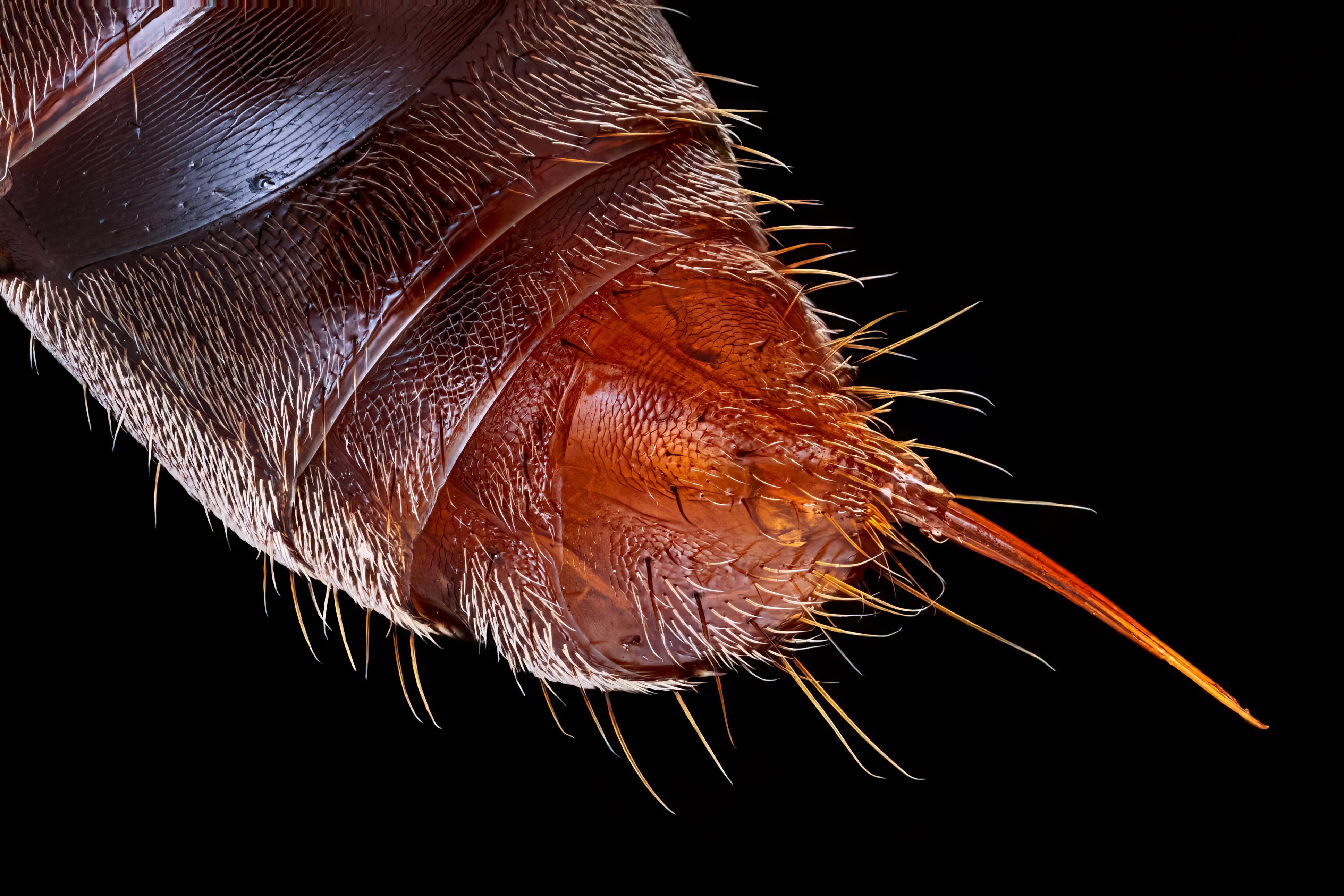 Discover more like MacroPorn: Ant stinger 10x and Related Content | Scrolller