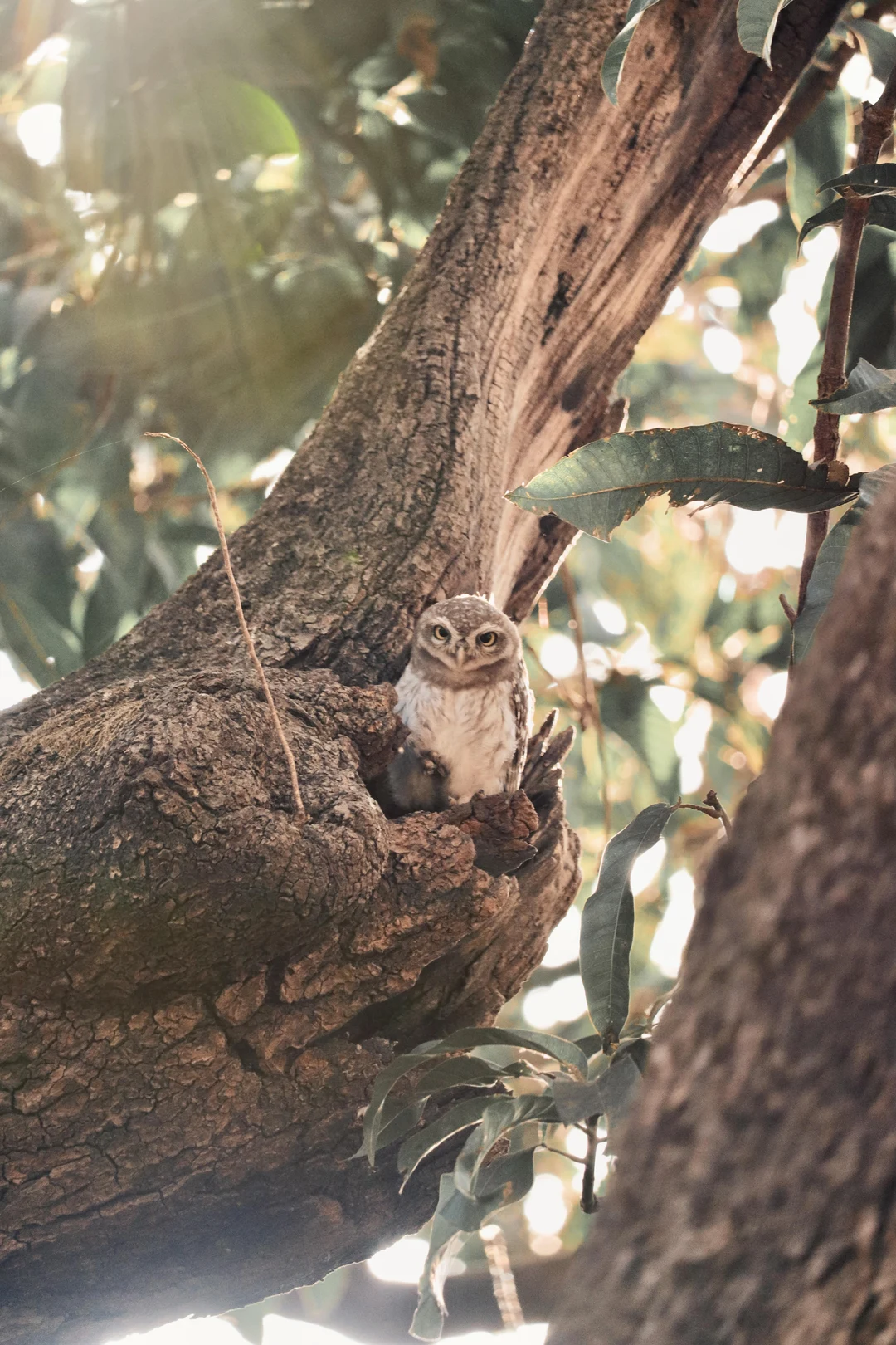 An Owl in our backyard. A kid in the neighbourhood called it an "Owl puppy". | Scrolller