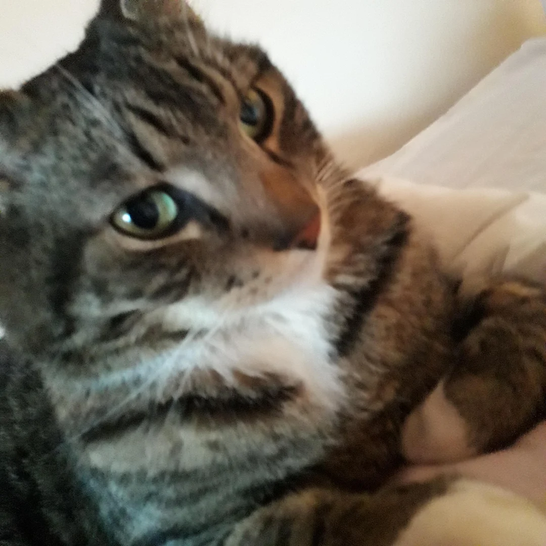 My cat has become the loaf | Scrolller