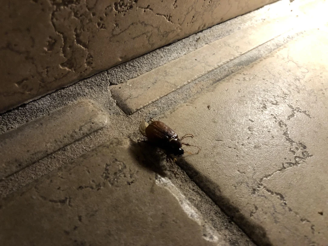 Bro. It’s so damn hot we have june bugs in January! | Scrolller