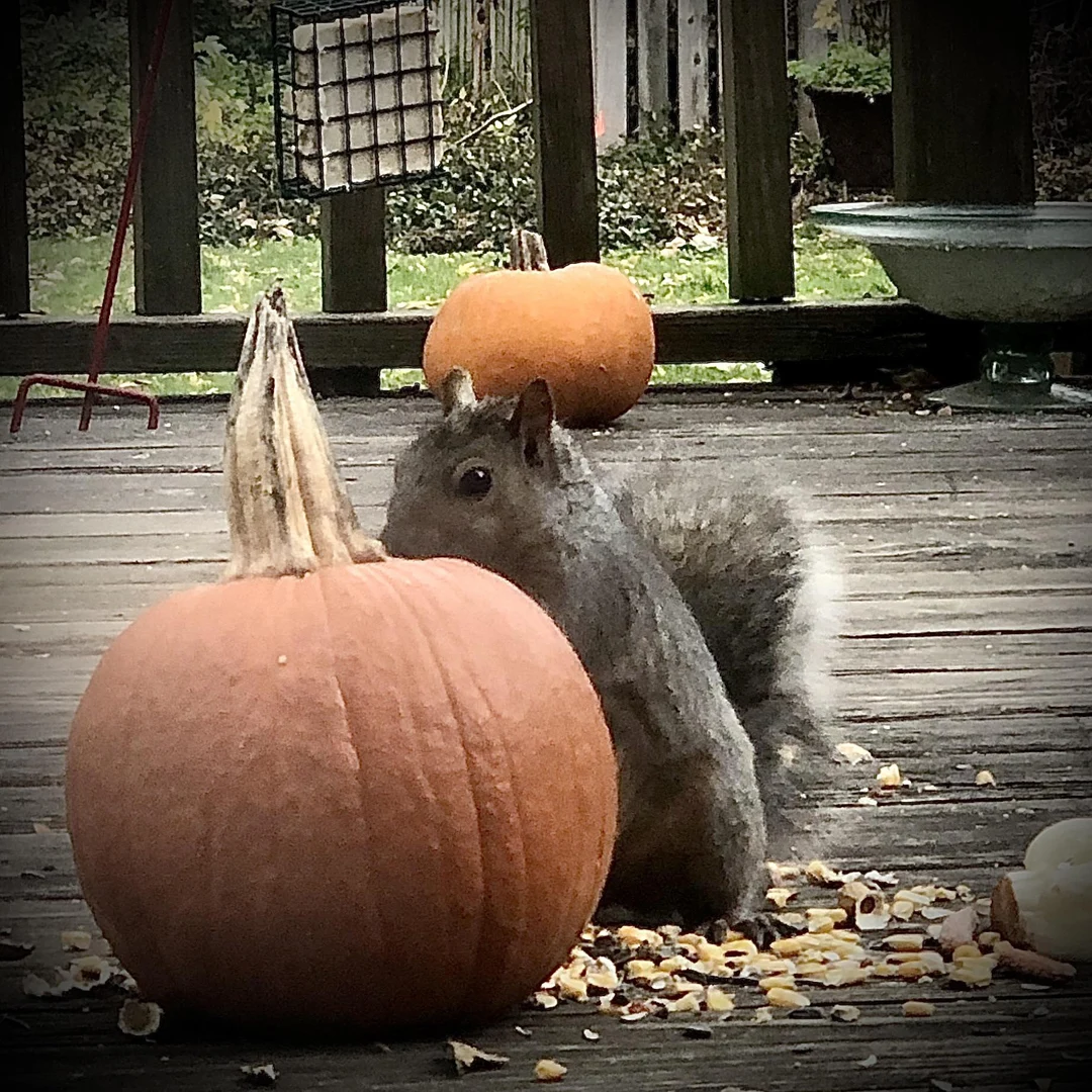 Pumpkin Delight | Scrolller