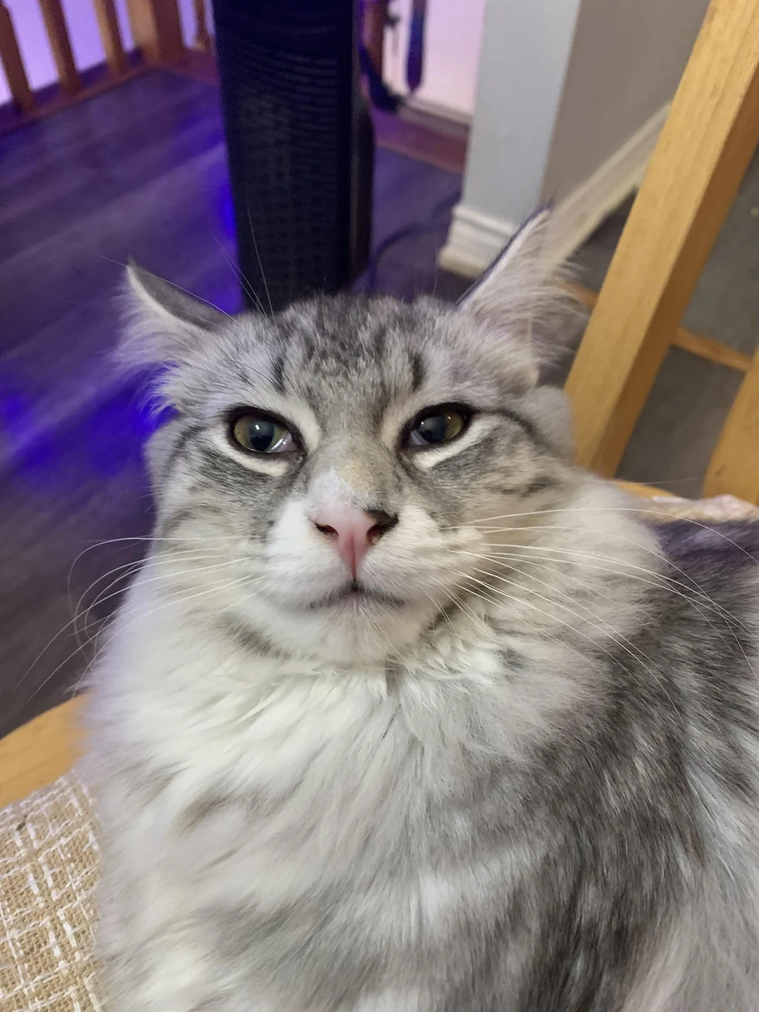 Anyone else have a coon that gives this look | Scrolller